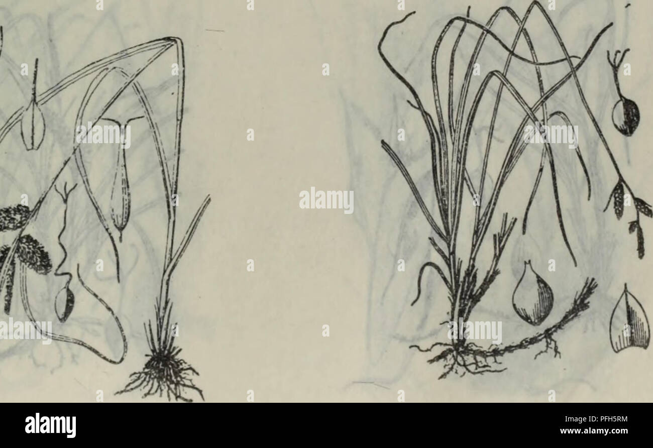 Ccrex hi-res stock photography and images - Alamy