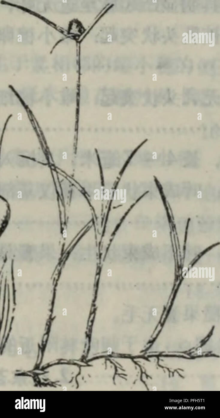 This botanical work examines plant species native to the Dalian region ...