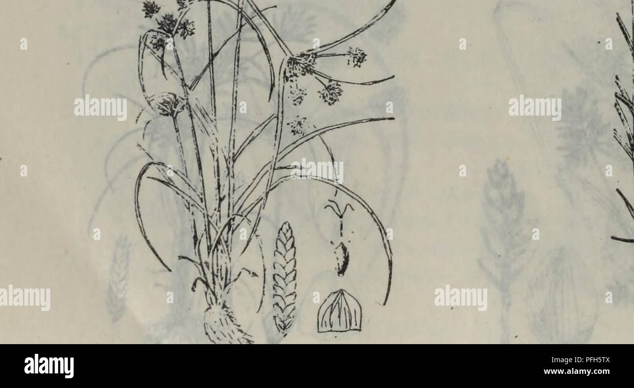 This botanical reference focuses on plant species in the Dalian region ...