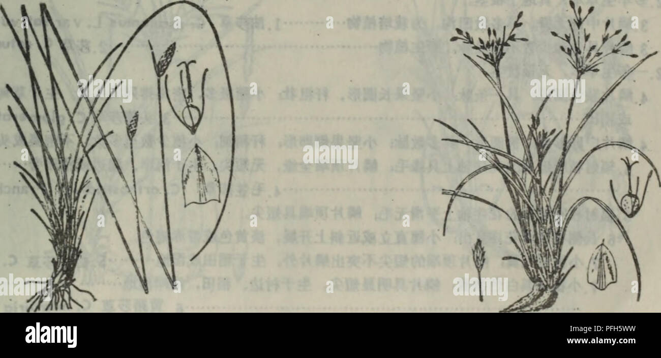 This image from the botanical work 'Da Lian Di Qu Zhi Wu Zhi' presents ...