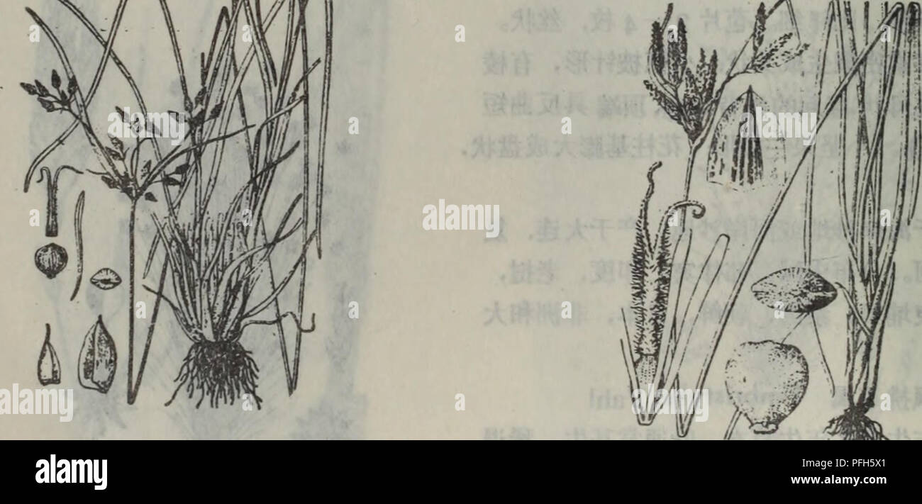This text explores the flora of the Dalian region, offering a detailed ...
