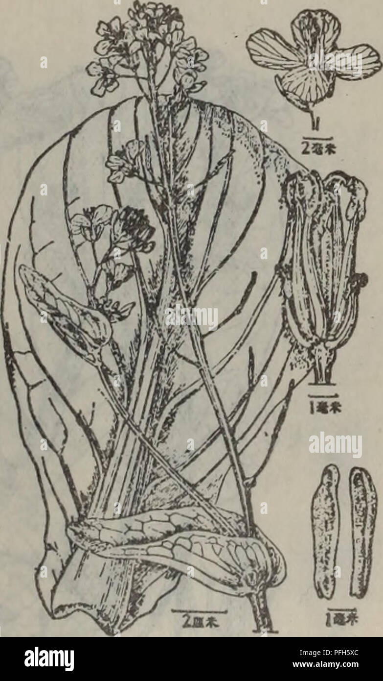This work details the plant species of the Dalian region in China ...