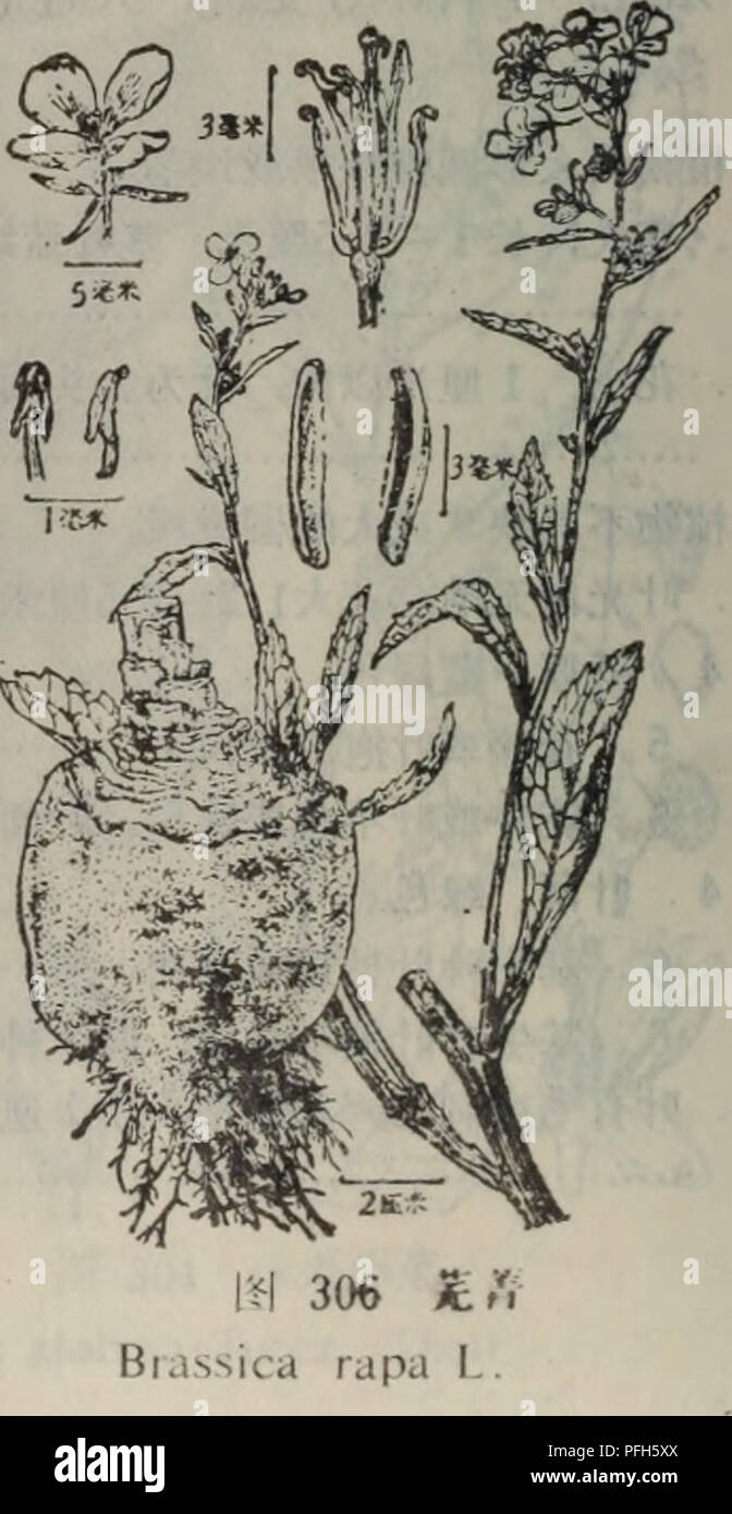 This botanical work focuses on the plant species of the Dalian region ...