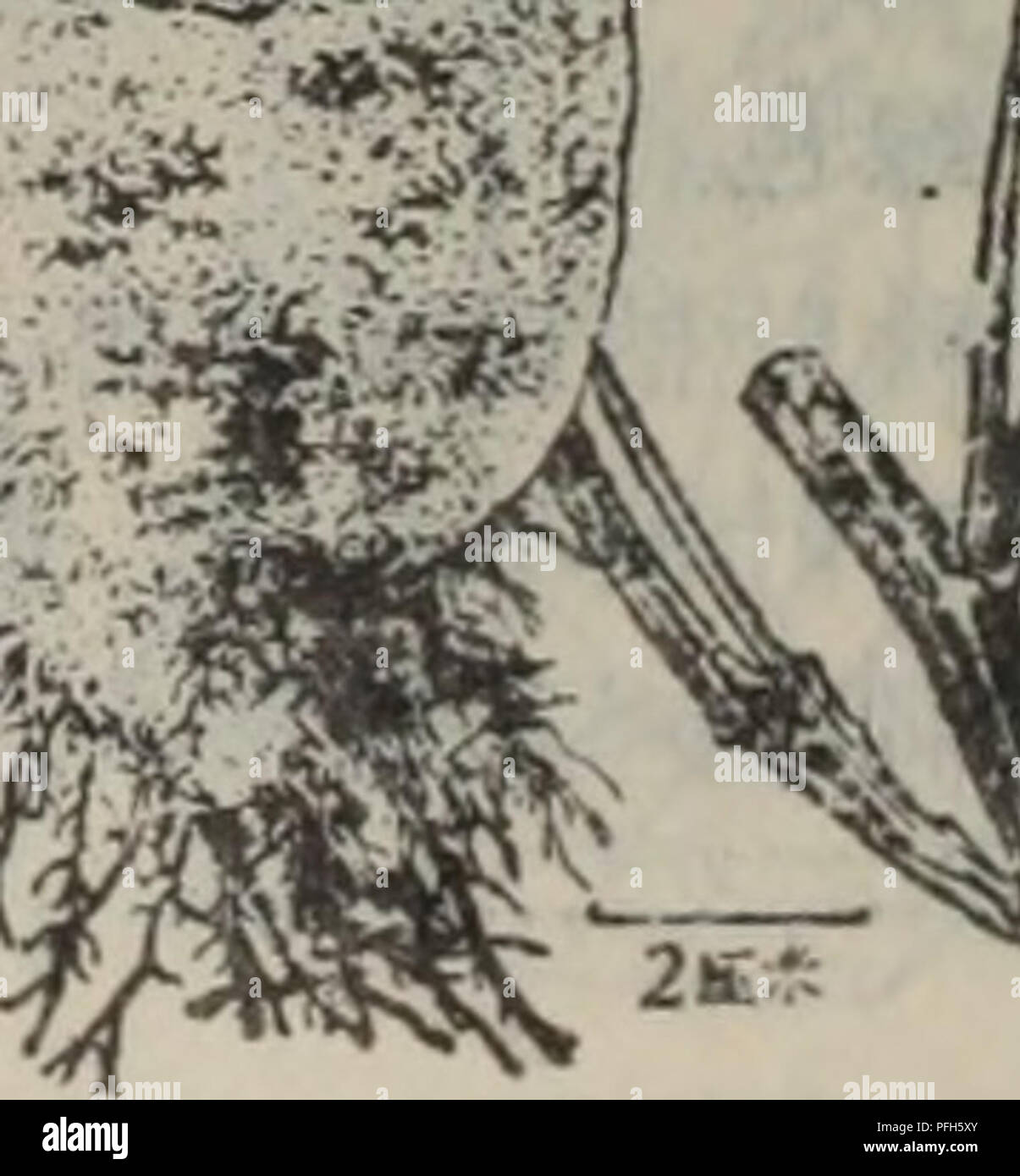 This Chinese botanical work provides a catalog of local flora from the ...