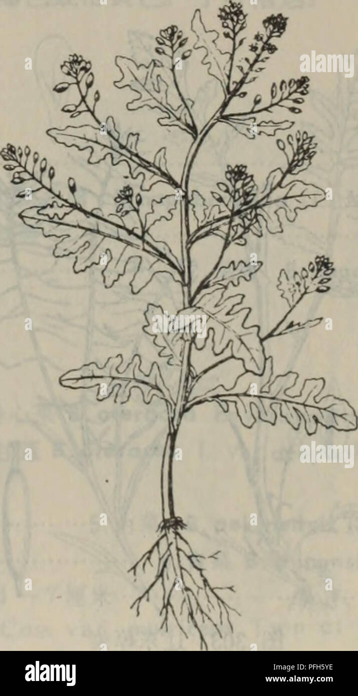 . da lian di qu zhi wu zhi. botany. m 301 m rr^ äºt Rorippa cantoninsis ...