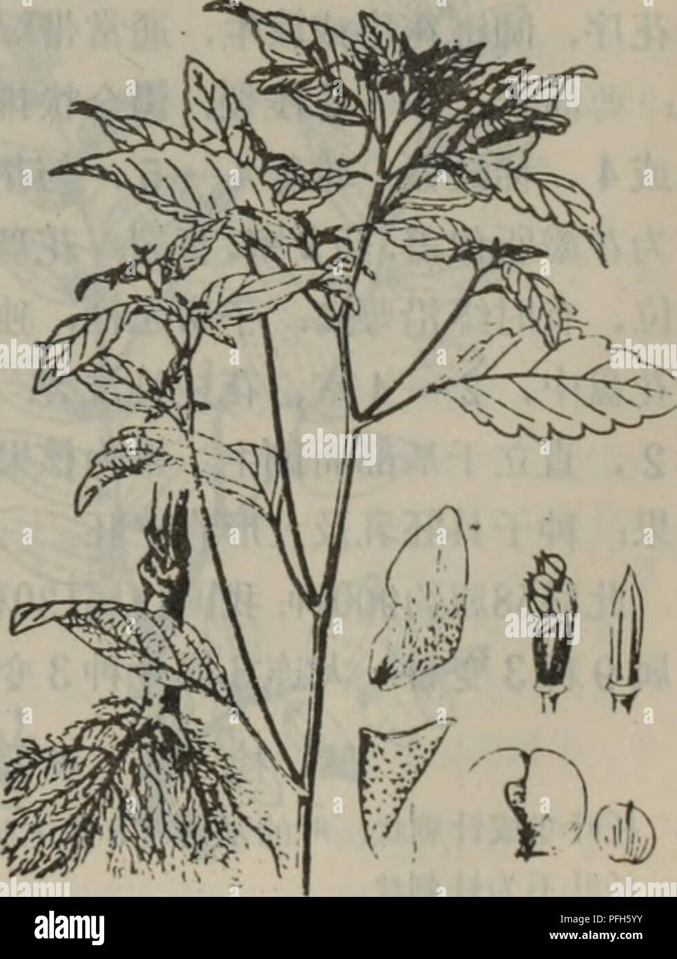 This botanical work catalogs plant species found in the Dalian region ...