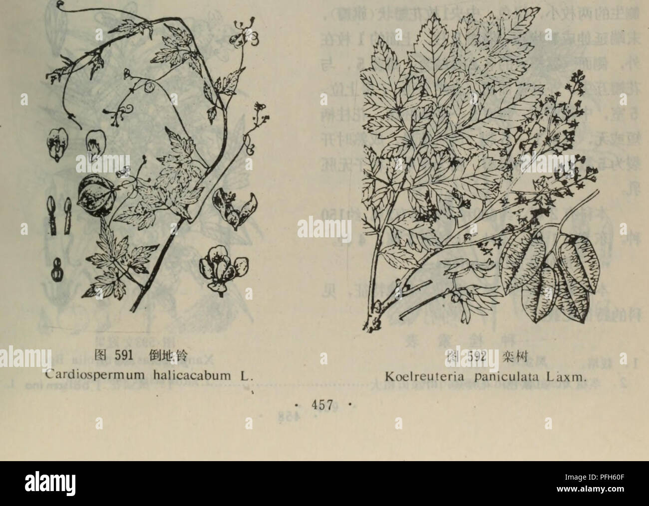 Lha 4 hi-res stock photography and images - Alamy