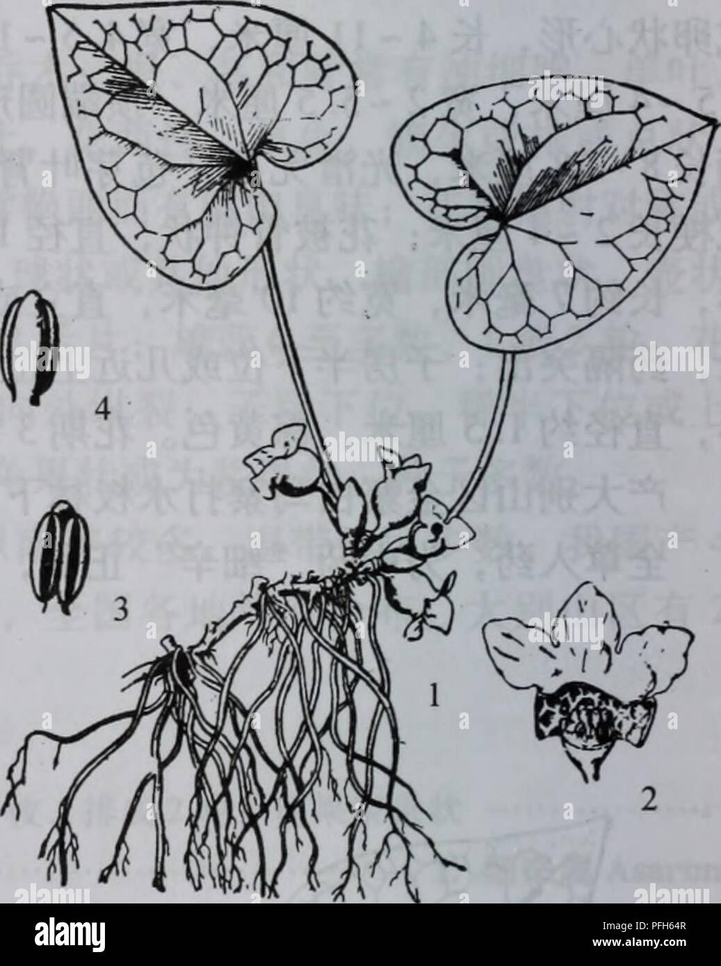 This botanical text provides descriptions of various plant species in ...