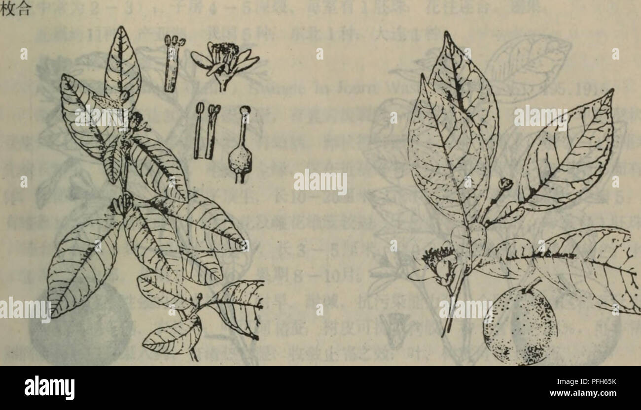 This image presents the botany of the Dalian region, focusing on plants ...
