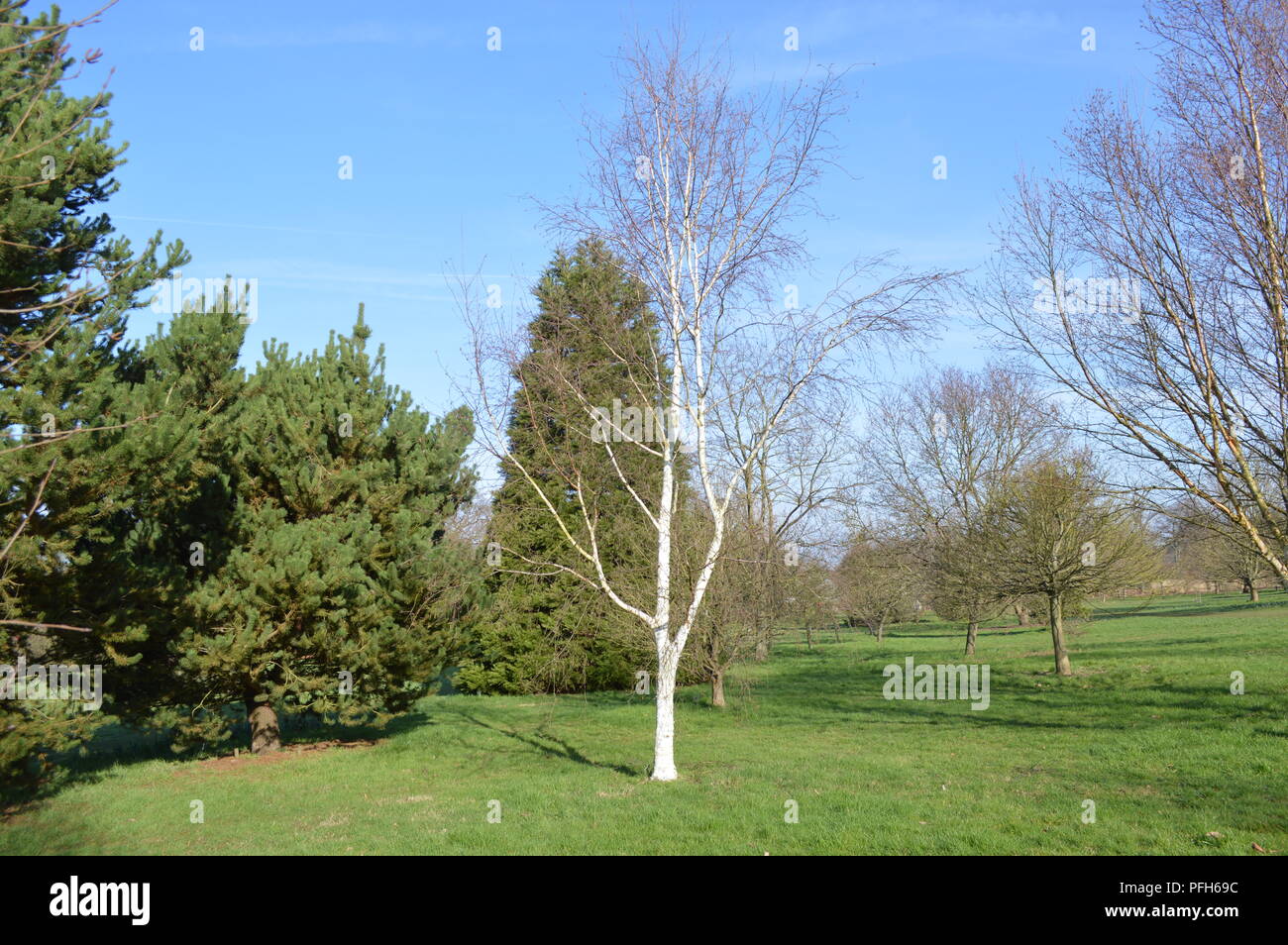 Betula mandshirica hi-res stock photography and images - Alamy