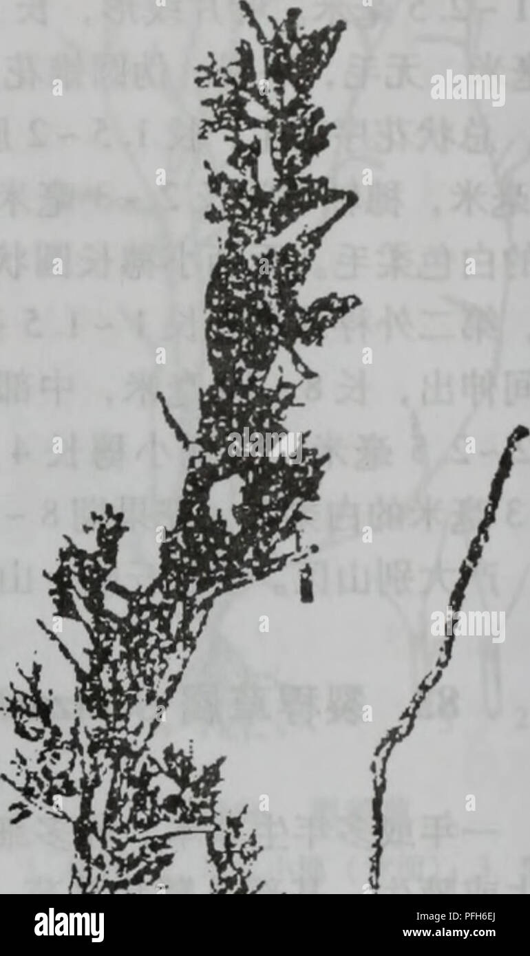 A botanical work focusing on the classification and study of Gramineae ...