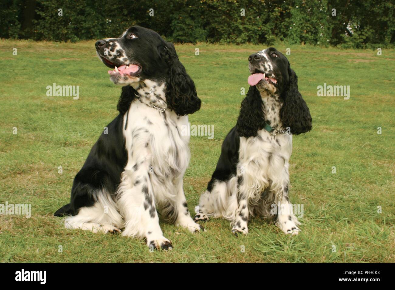Two black and white English Springer Spaniel dogs sitting on grass ...