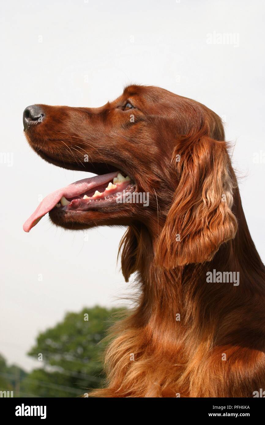 Headshot of Irish Setter dog, mouth open, tongue out, side view Stock ...