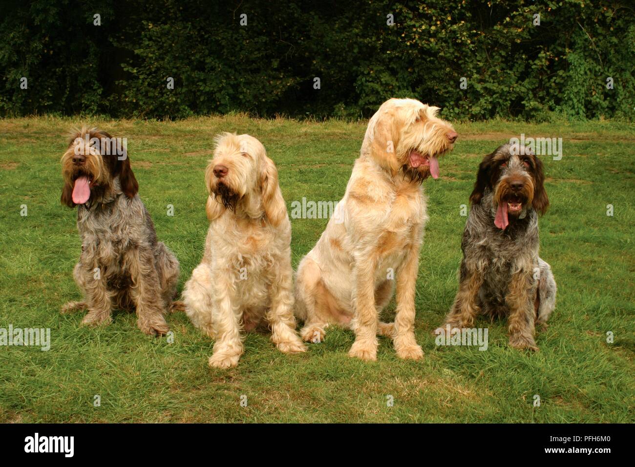 Four Italian Spinone dogs sitting on grass, two with dark coats and two ...