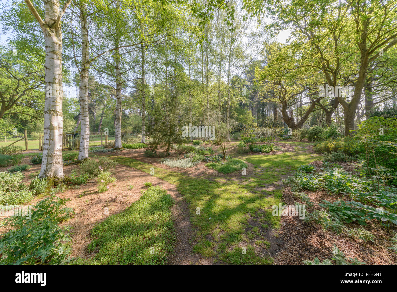 Woodland grace hi-res stock photography and images - Alamy