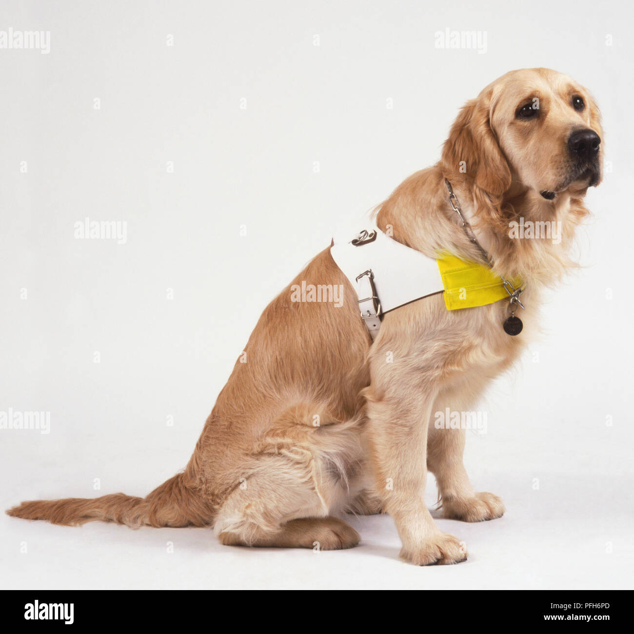 Seated Golden Retriever (Canis familiaris), side view Stock Photo - Alamy