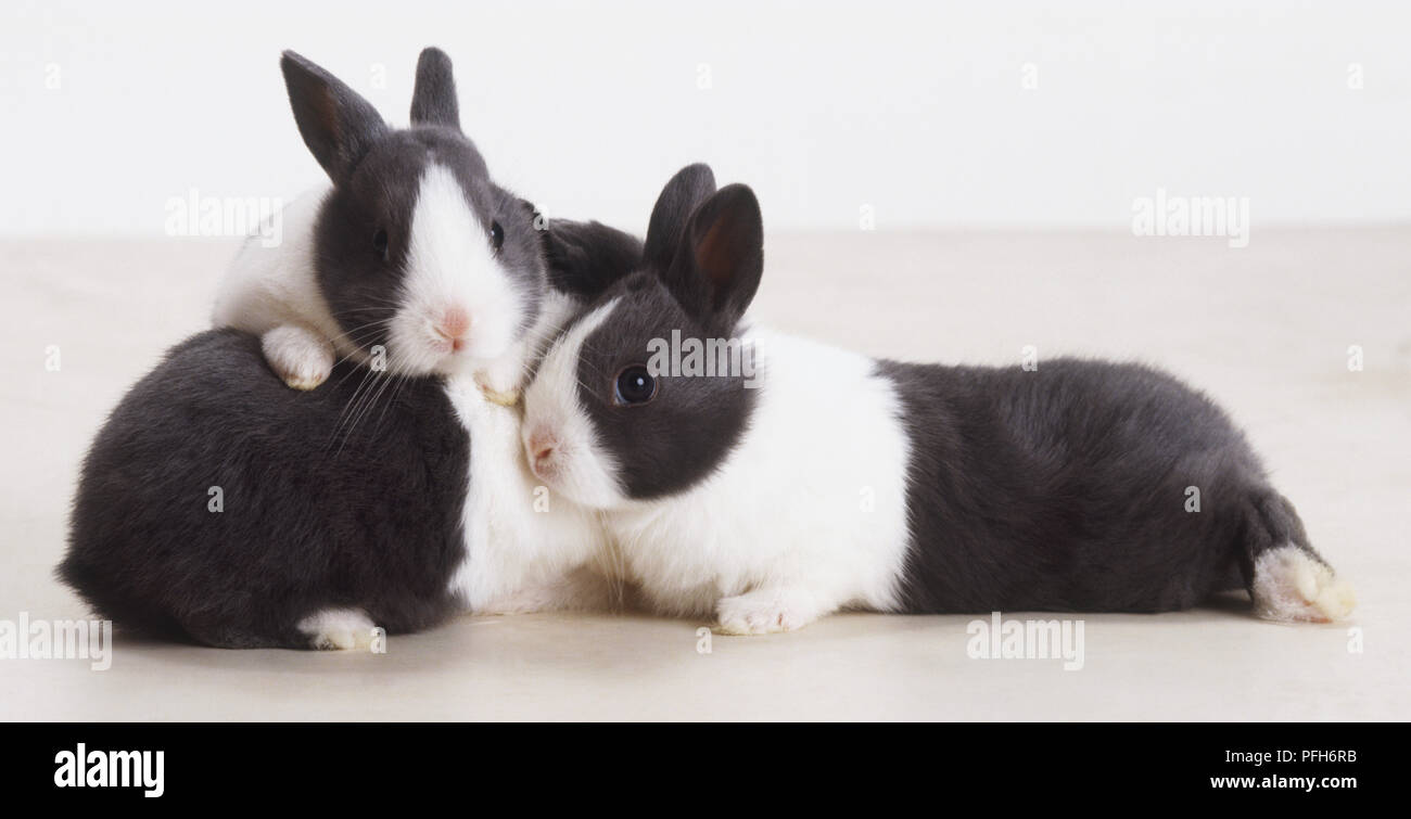 Three young black and white Rabbits (Oryctolagus Cuniculus) huddled ...