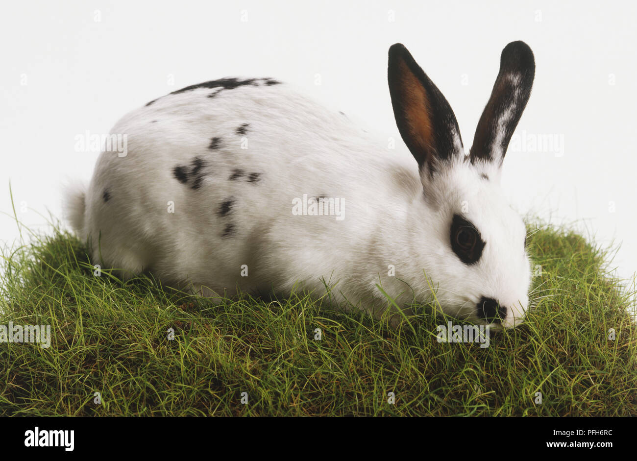 A black spotted, white Rabbit (Oryctolagus Cuniculus) on a patch of ...