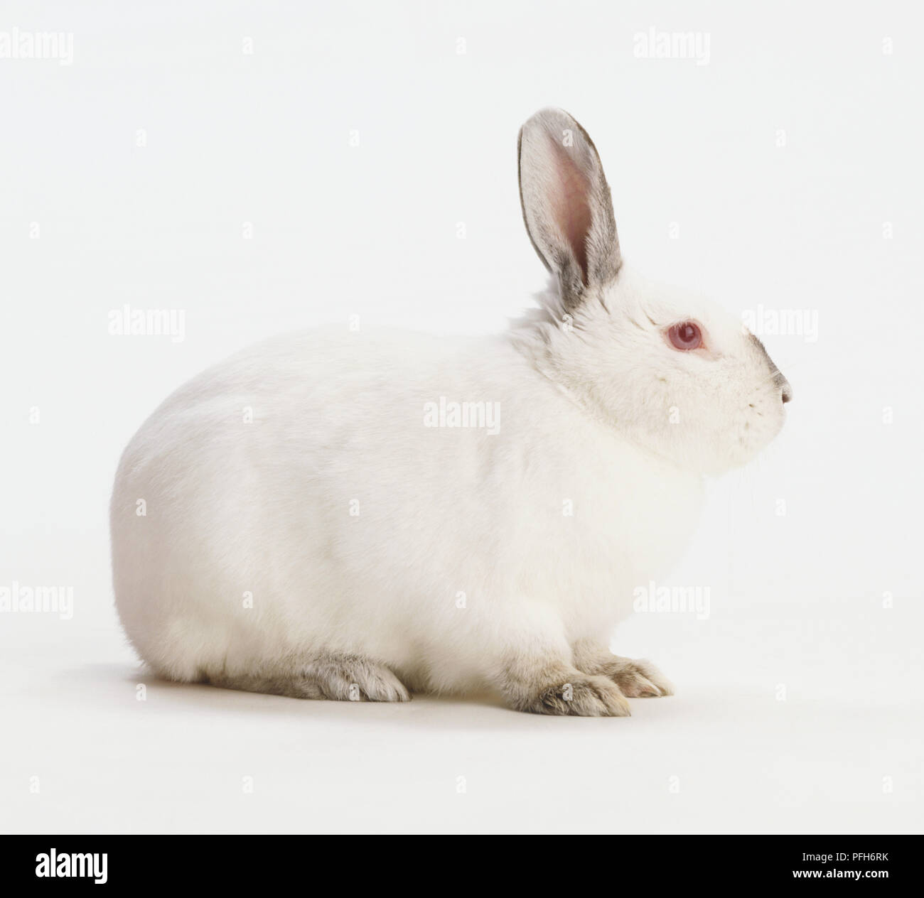 White Rabbit (Oryctolagus cuniculus), side view Stock Photo - Alamy