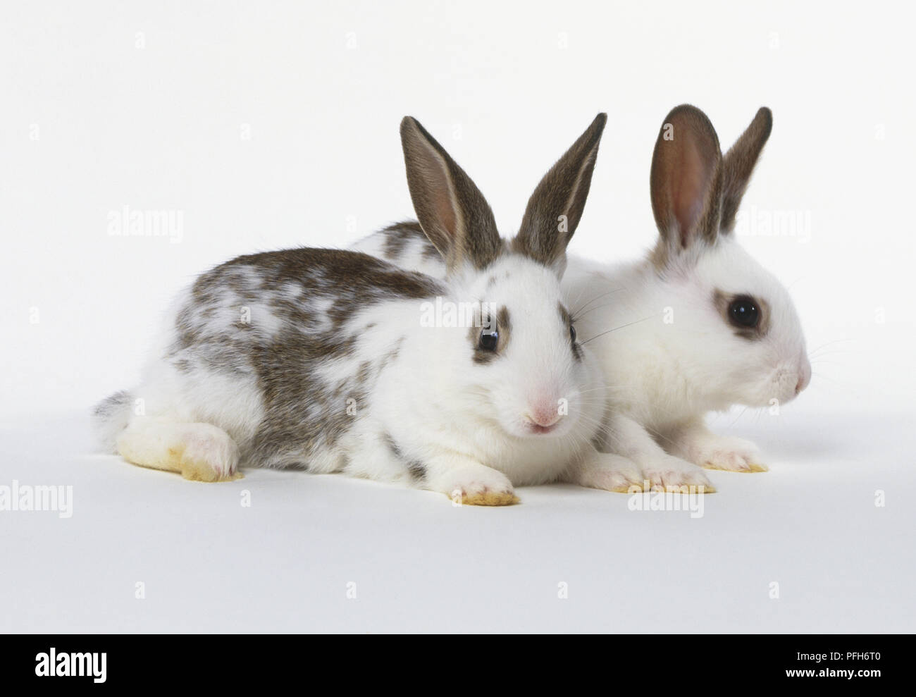 Two speckled white Rabbits (Oryctolagus cuniculus), side view Stock ...