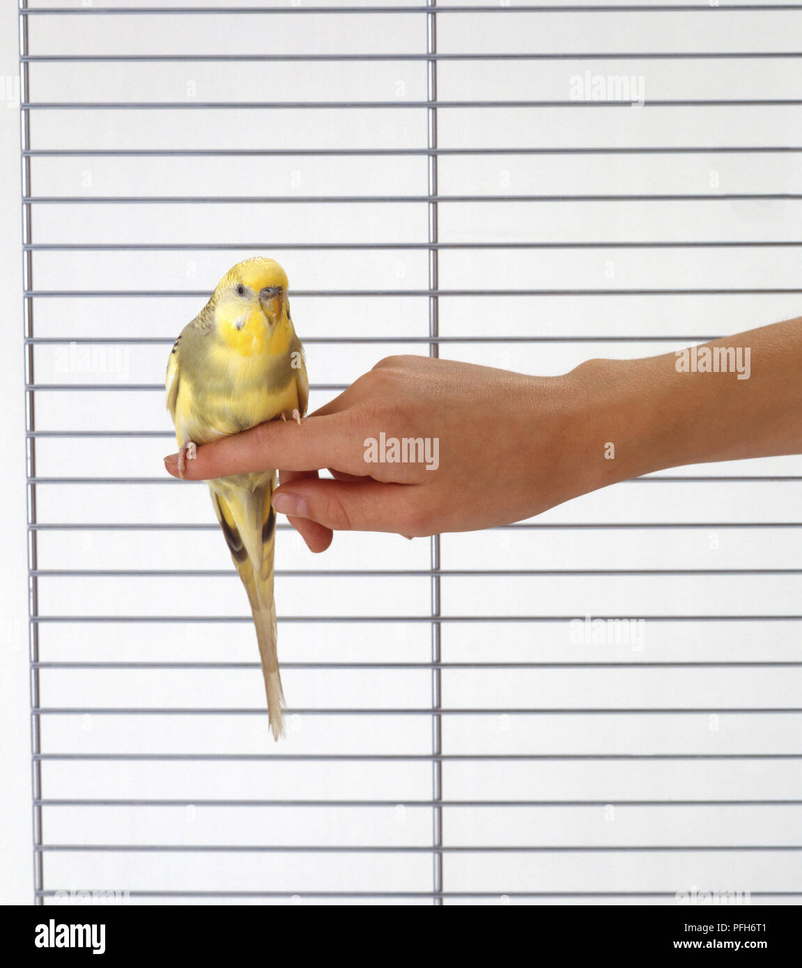 A yellow and grey coloured Budgerigar (Melopsittacus undulatus ...