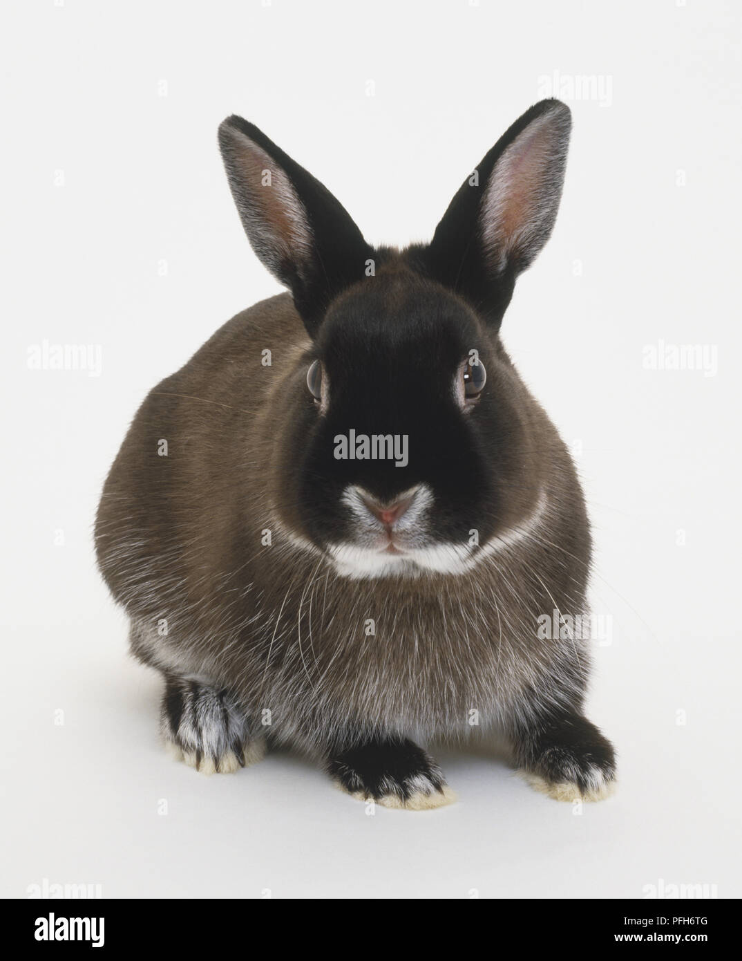 Front facing rabbit hi-res stock photography and images - Alamy