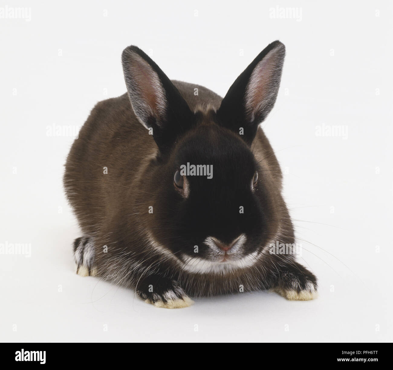 Front facing rabbit hi-res stock photography and images - Alamy