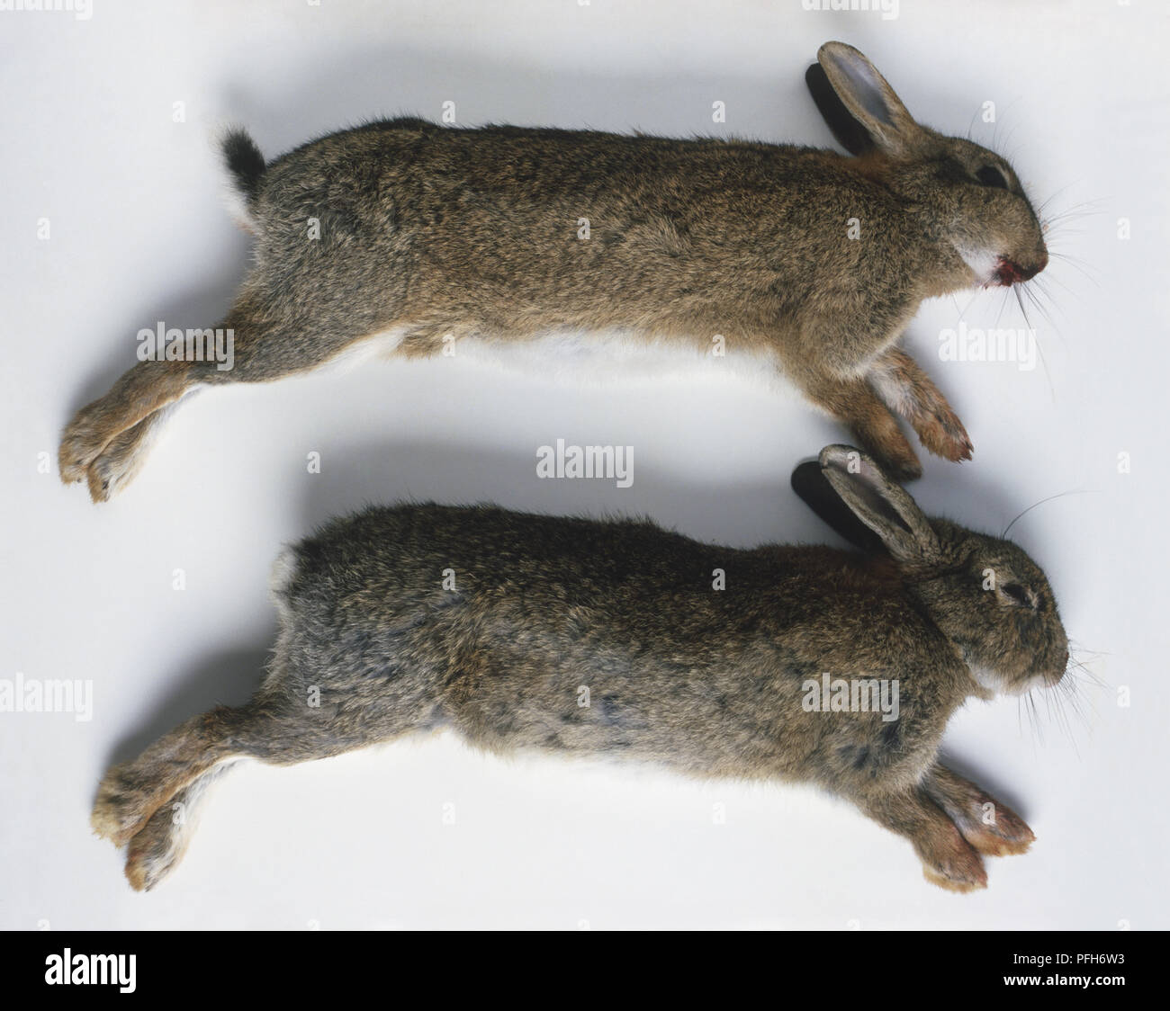 Two grey hunted Rabbits (Oryctolagus cuniculus), side view Stock Photo ...