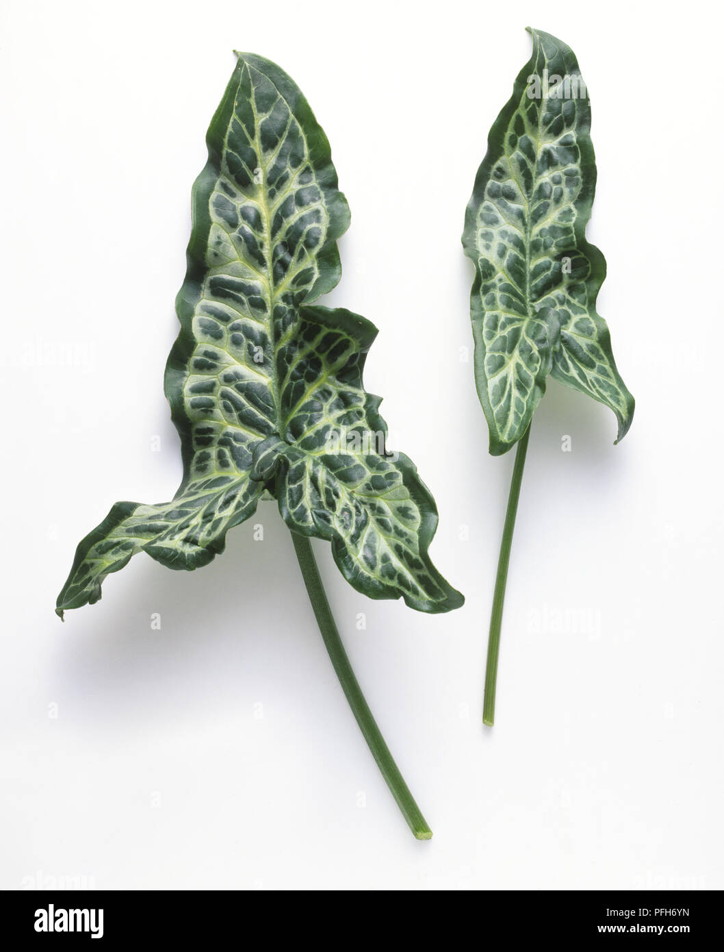 Marmoratum High Resolution Stock Photography and Images - Alamy