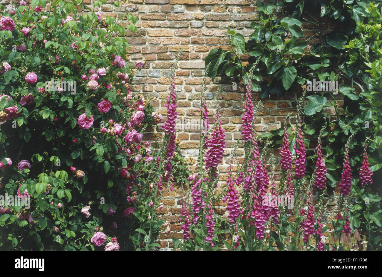 Purple-pink Roses and Digitalis purpurea, Common Foxglove ,planted in ...