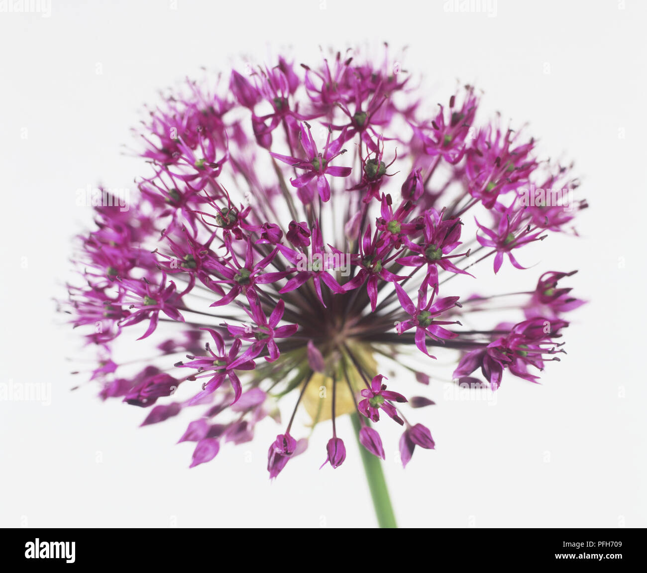 Allium sp., Ornamental Onion flowerhead, close up Stock Photo - Alamy