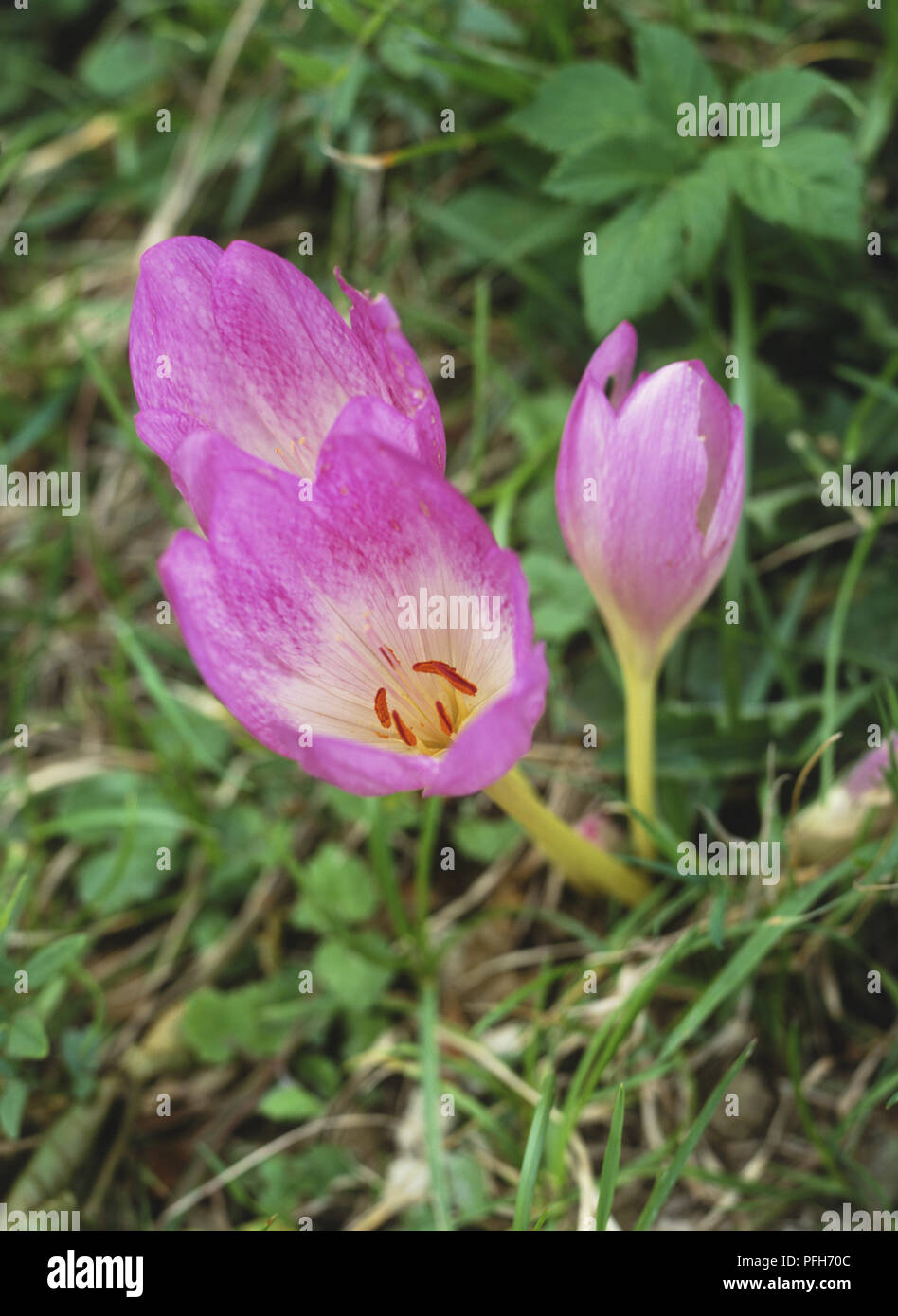 Three pink Crocus flowers growing on grass, high angle view Stock Photo ...