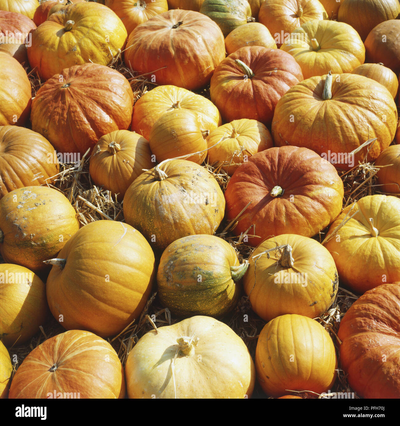 Cucurbita sp hi-res stock photography and images - Alamy