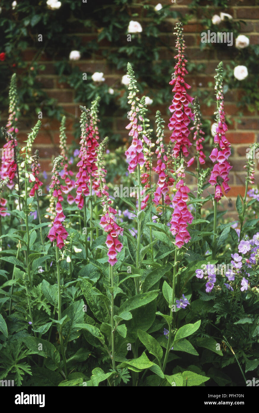 Digitalis purpurea, purple-pink spikes of Common Foxglove, white ...