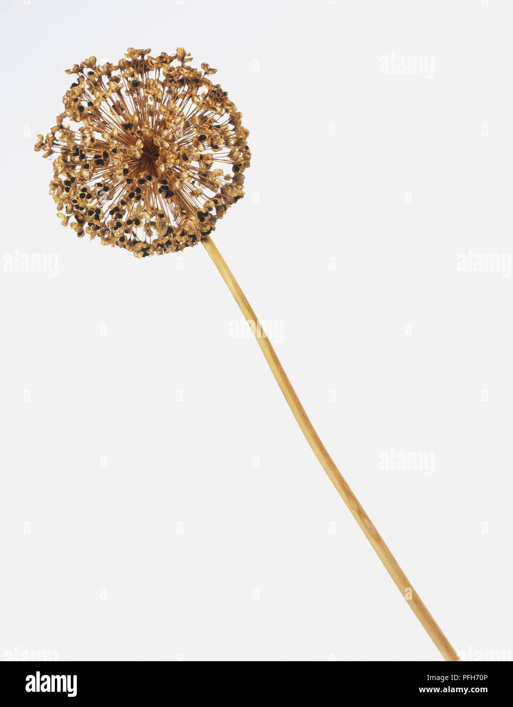 Allium sp., dried Ornamental Onion flower, side view Stock Photo - Alamy