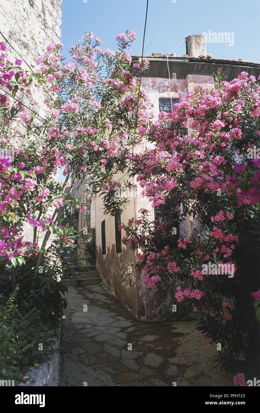 Turkey, path trough a village surrounded by pink bougainvillea Stock ...