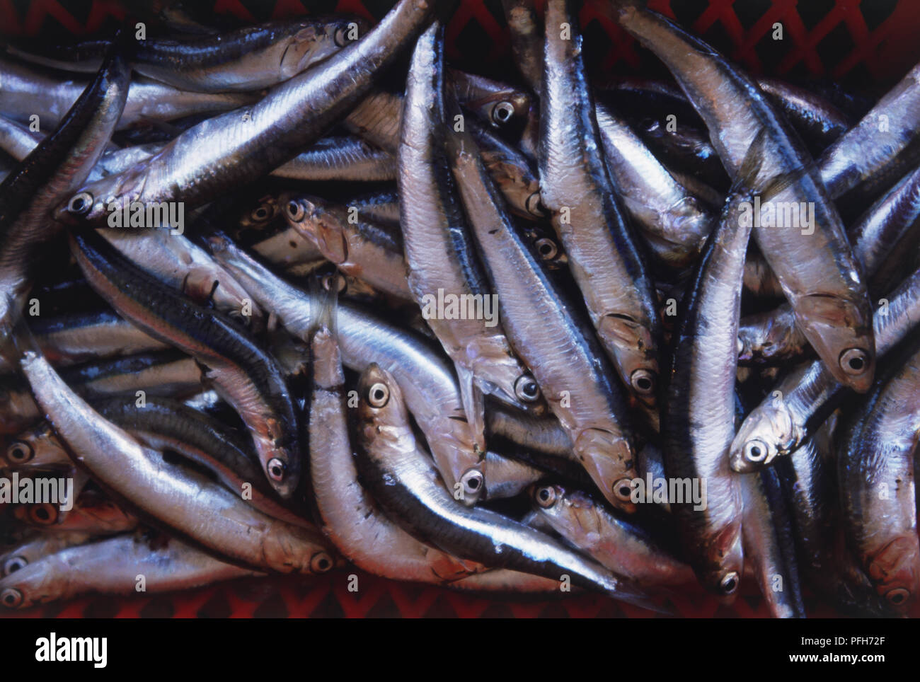 Pile of raw Anchovies, view from above Stock Photo - Alamy