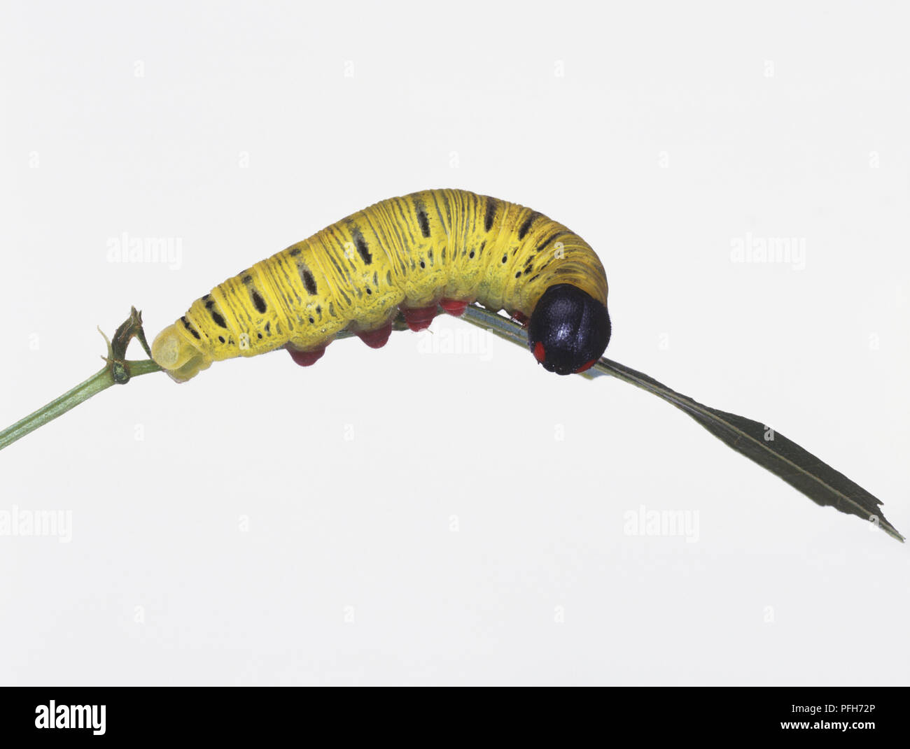 Skipper Butterfly larva (Hesperiidae) on a leaf Stock Photo - Alamy
