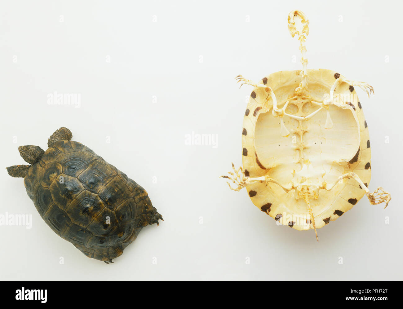 Anatomy of the turtle shell hi-res stock photography and images - Alamy