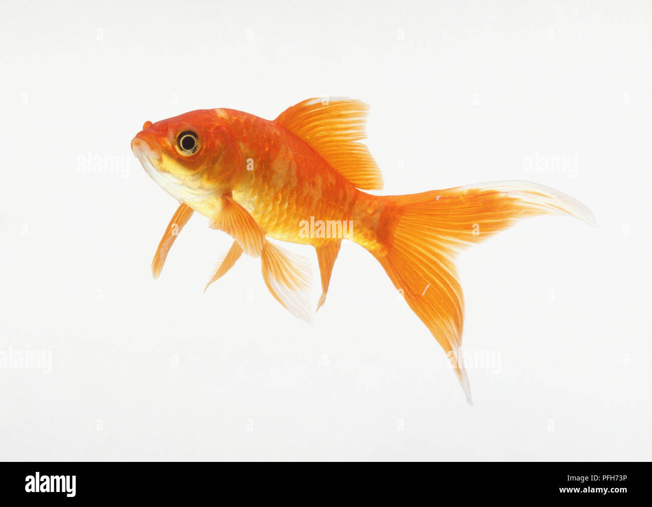 A Goldfish (Carassius auratus) swimming upward, side view Stock Photo ...