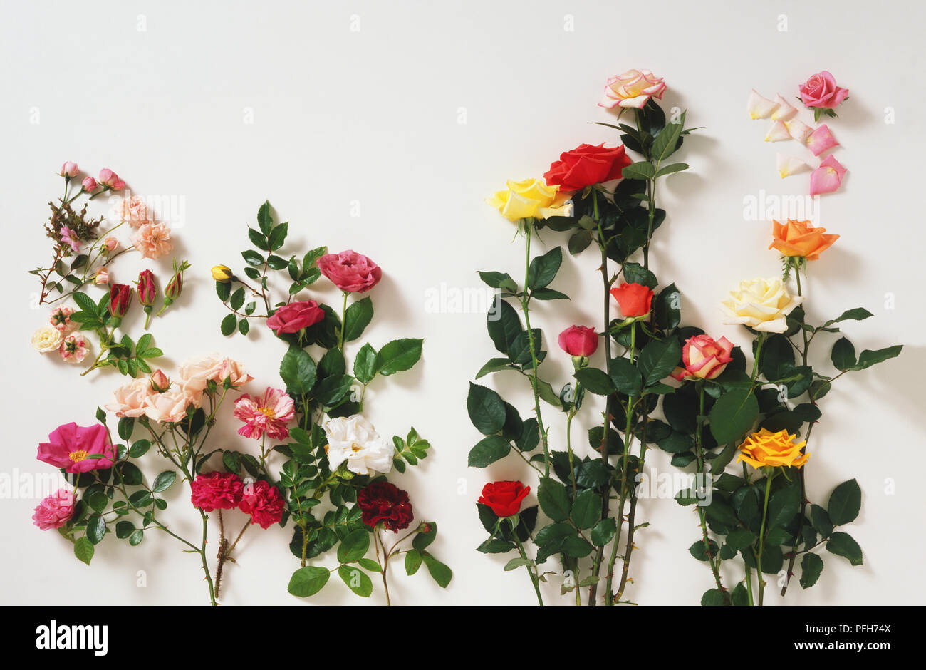 Rosa sp., selection of shrub roses Stock Photo - Alamy