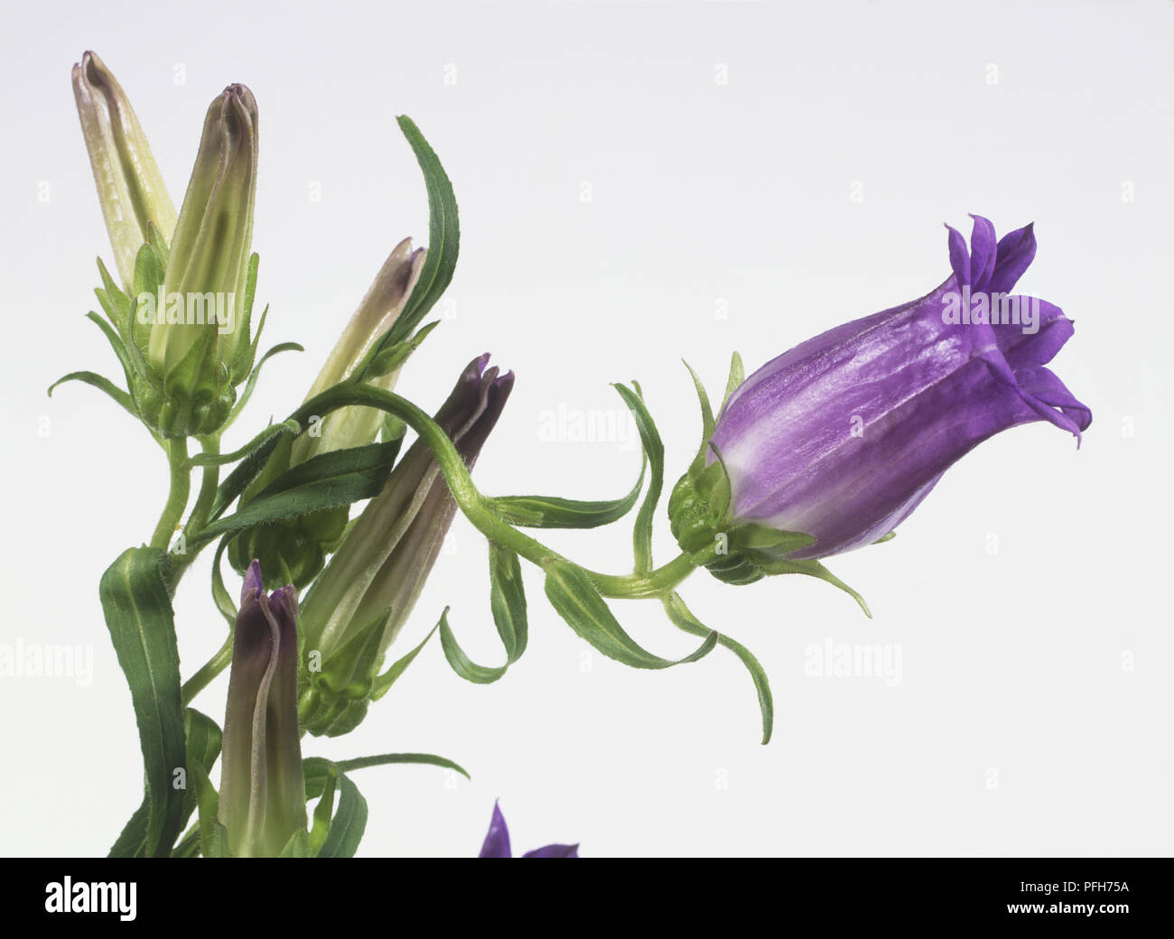 Campanula medium, Canterbury Bell flower and buds, side view Stock ...