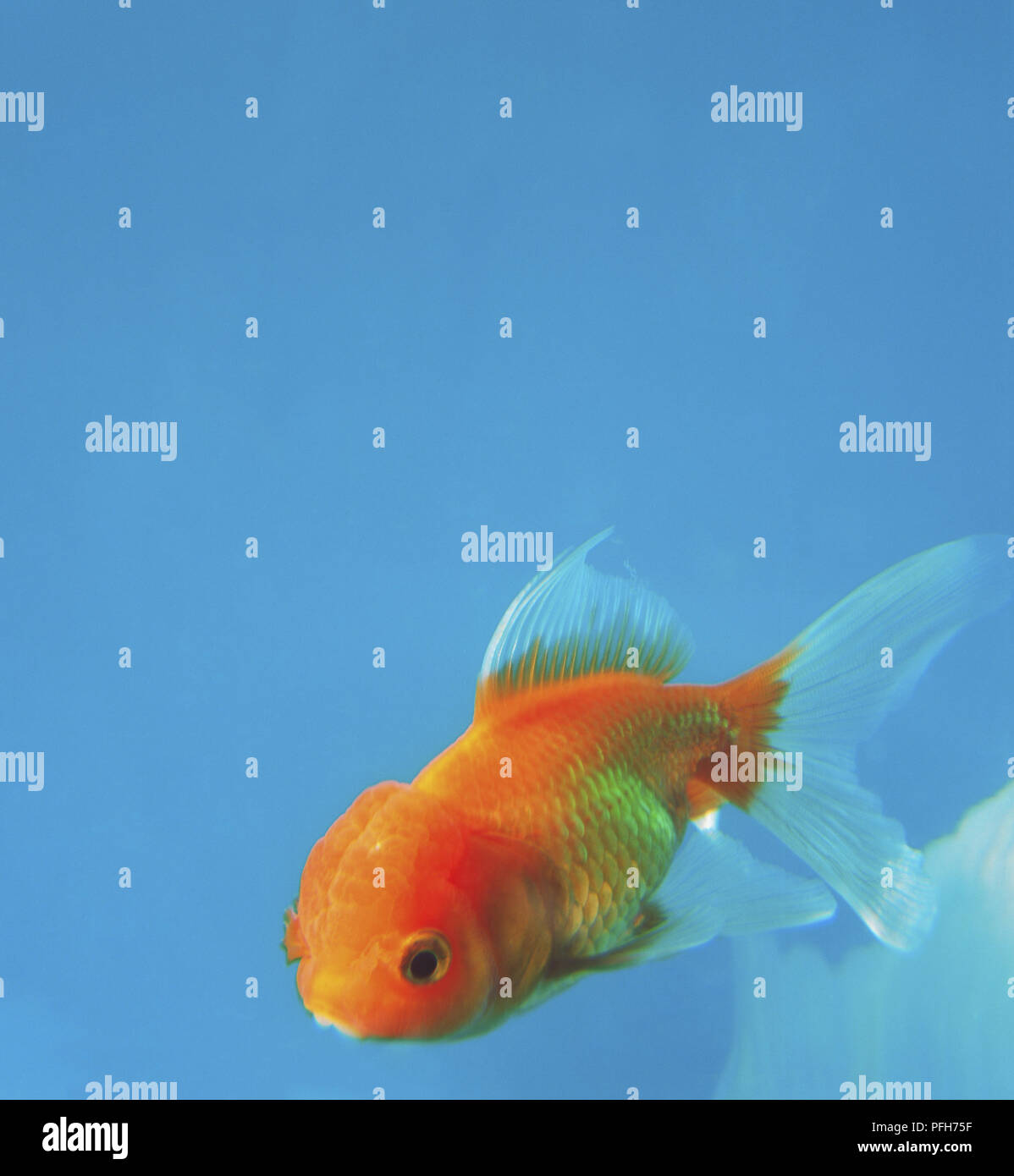 A Goldfish (Carassius auratus) swimming towards front, blue background ...