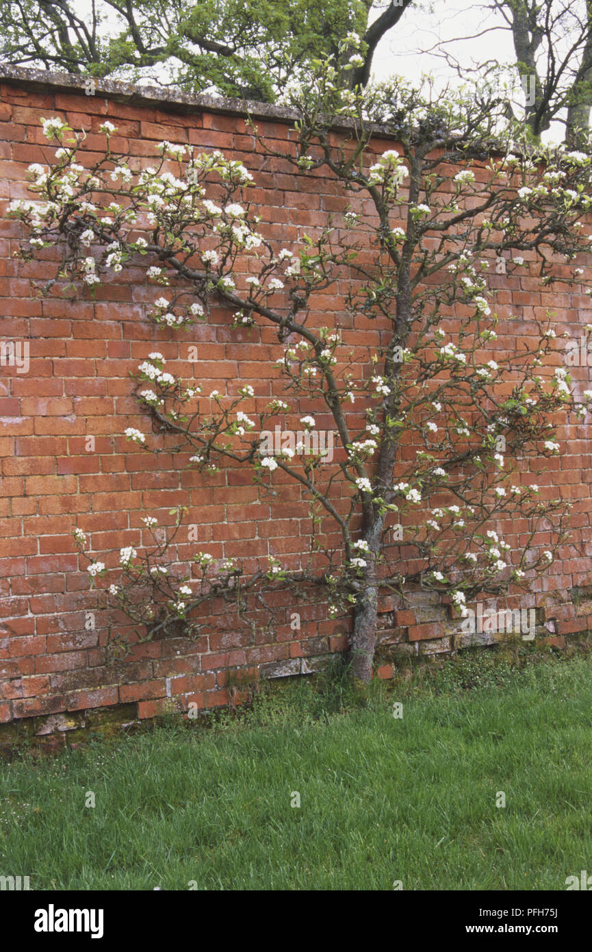 Pyrus sp., Pear tree trained to grow along brick garden wall Stock ...