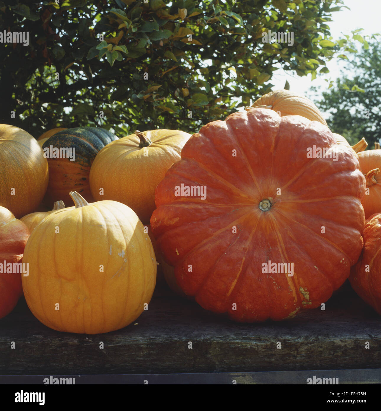 Squash cucurbita sp hi-res stock photography and images - Alamy