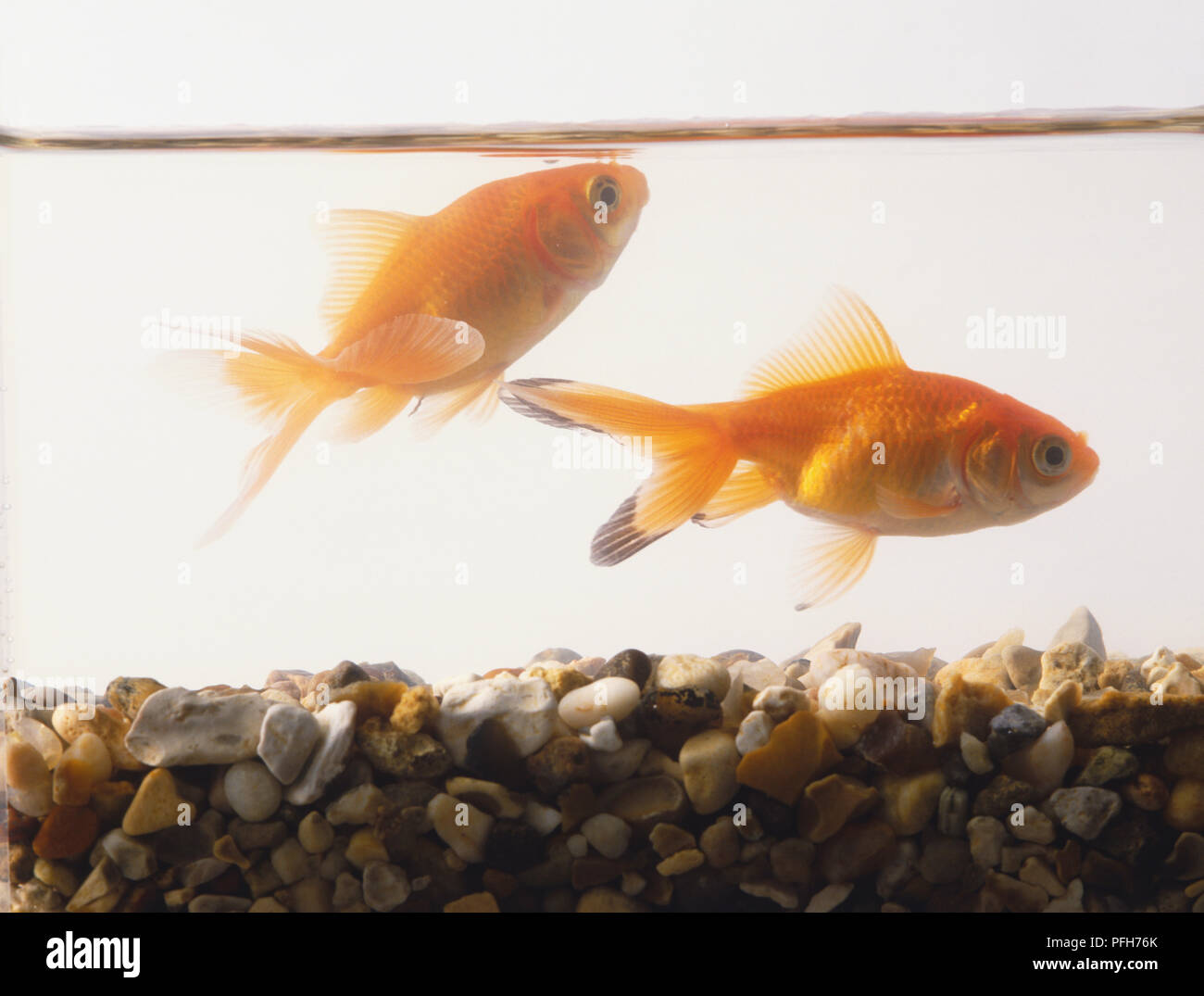 Two Goldfish (Carassius auratus) in a tank with pebbles covering bottom ...
