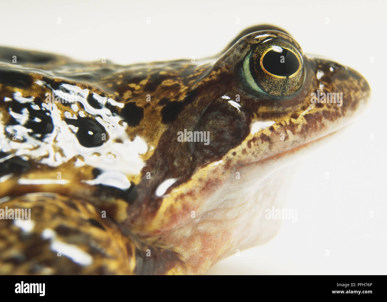 Common frog in profile hi-res stock photography and images - Alamy