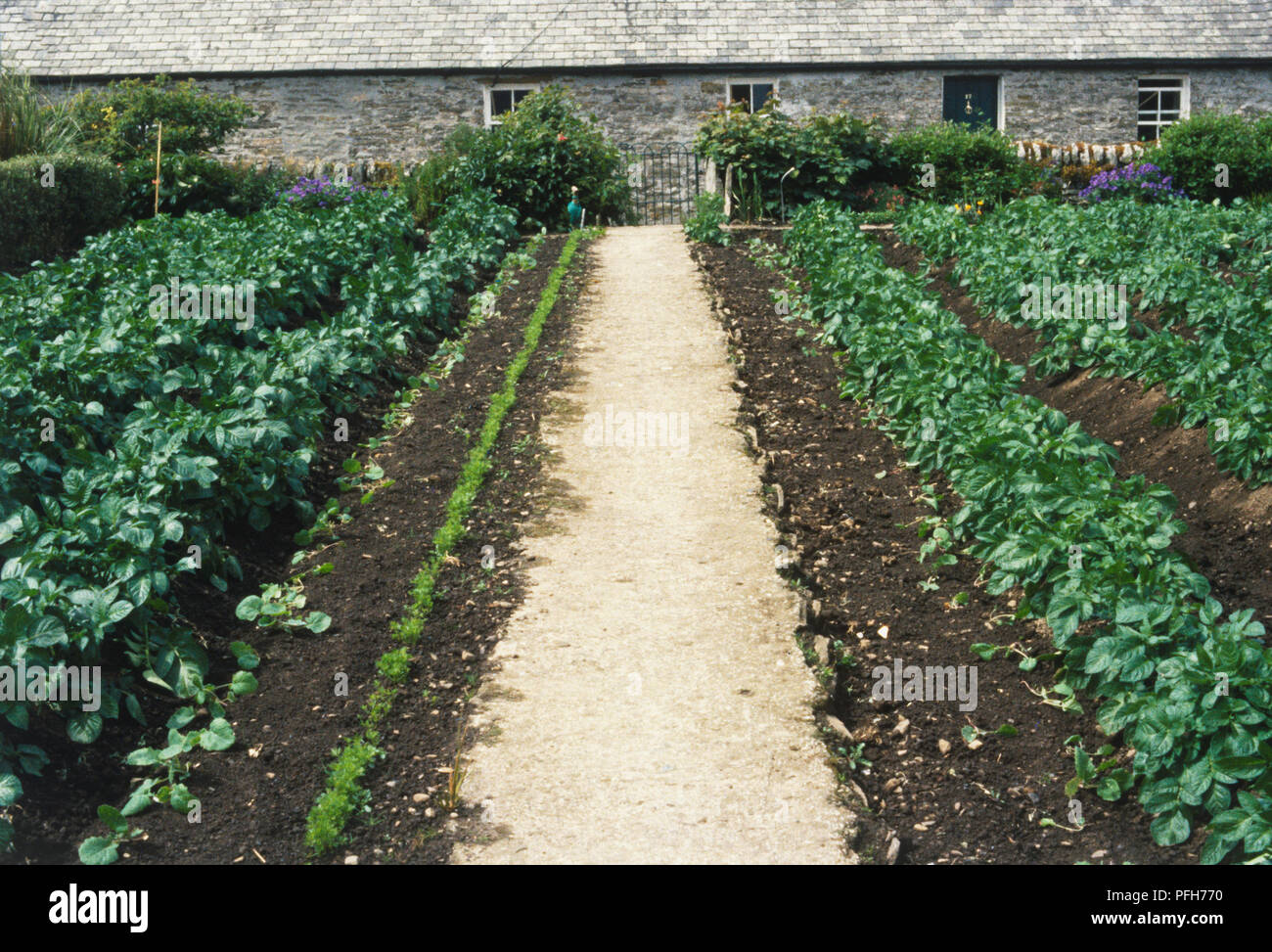 Path flanked by vegetable plots, cottage in background Stock Photo - Alamy