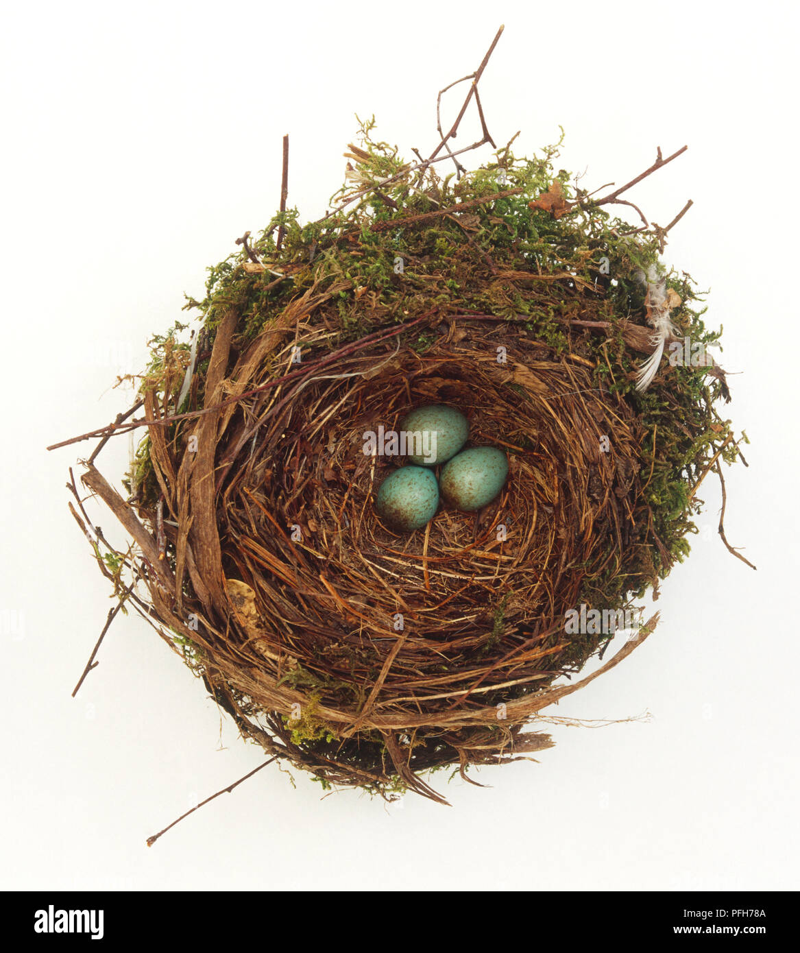 Three eggs in bird nest hi-res stock photography and images - Alamy