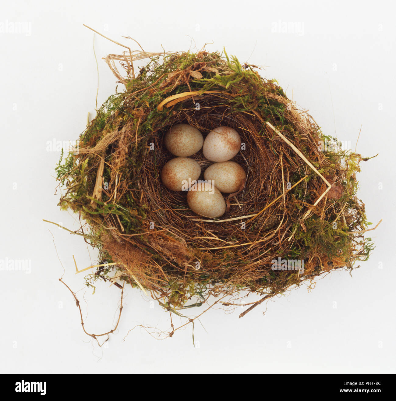Five bird eggs in a nest hi-res stock photography and images - Alamy